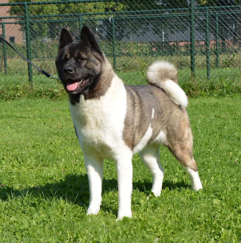 American Triumph Ocean Dream (EN) - Wild Canyon American Akitas